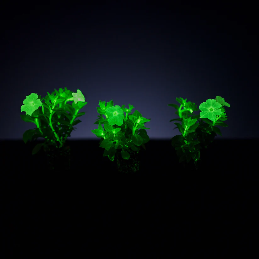 Firefly Petunias Shop Online | Glowing Petunia Plants | Rhodes Greenhouses