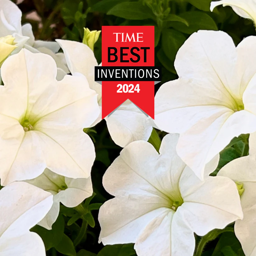 Firefly Petunias Shop Online | Glowing Petunia Plants | Rhodes Greenhouses