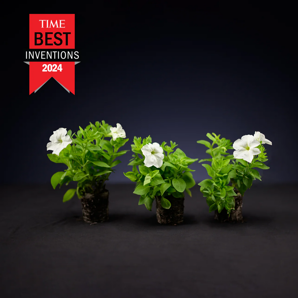 Firefly Petunias Shop Online | Glowing Petunia Plants | Rhodes Greenhouses