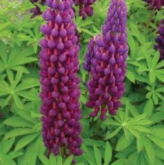 Westcountry™ Masterpiece Lupine (LUPINUS WESTCOUNTRY MASTERPIECE) - 1 ...