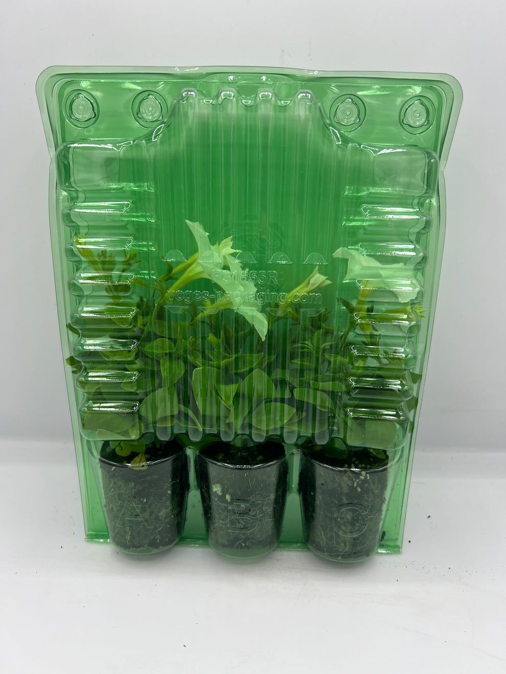 Firefly Petunias Shop Online | Glowing Petunia Plants | Rhodes Greenhouses