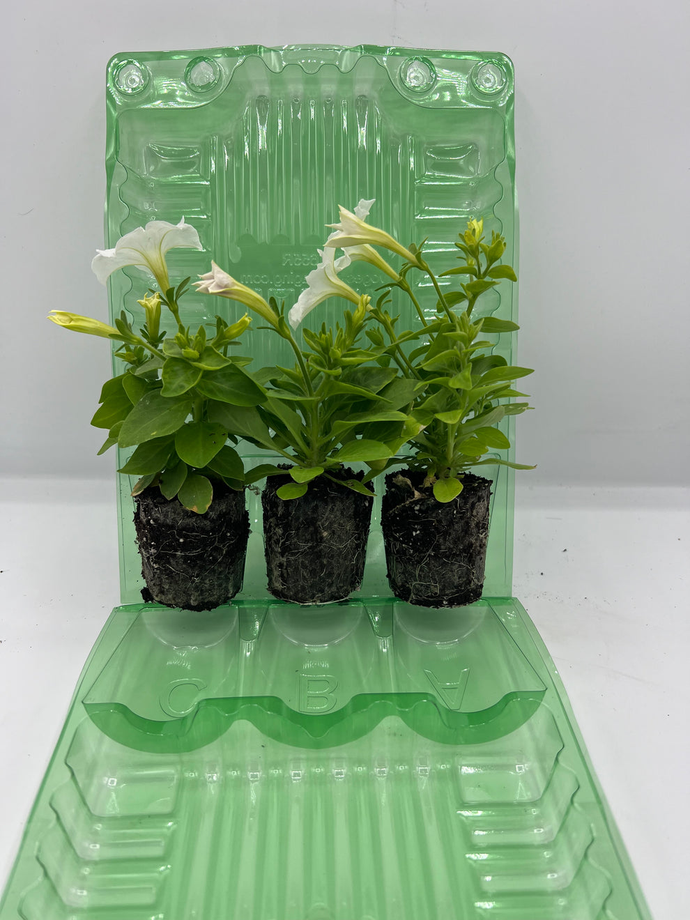 Firefly Petunias Shop Online | Glowing Petunia Plants | Rhodes Greenhouses